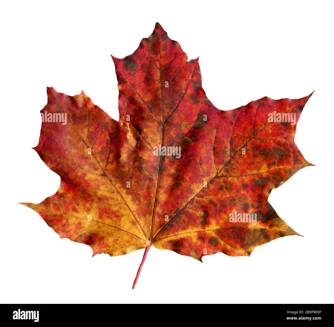 Autumn red leaf of maple tree isolated on white. Maple leaf isolated on ...