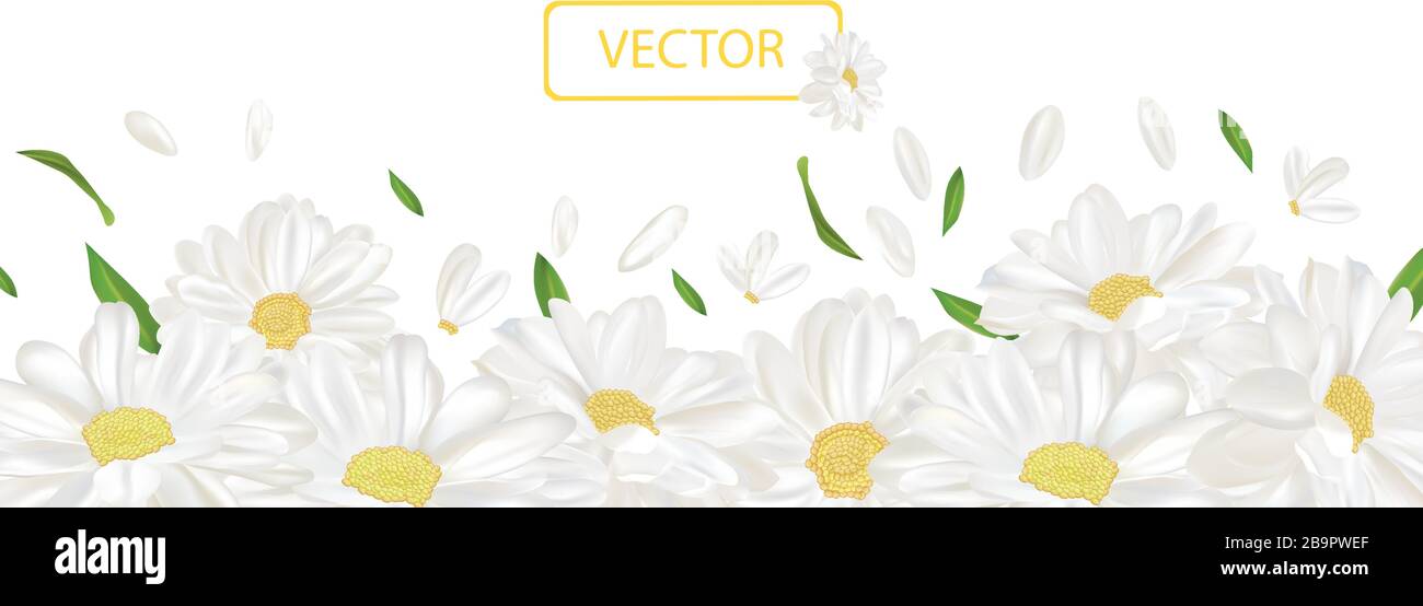 3D realistic chamomile flower. Chamomile isolated on white background ...