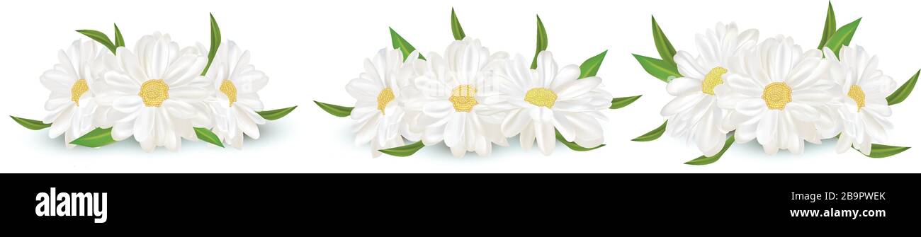 3D realistic chamomile isolated on white background. Delicate flower ...