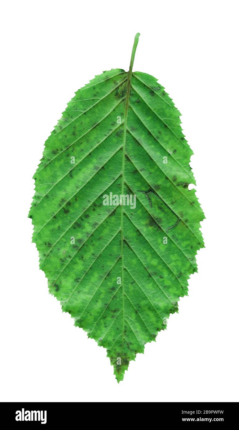 Single green elm leaf. Beautiful bright colorful elm green leaf ...