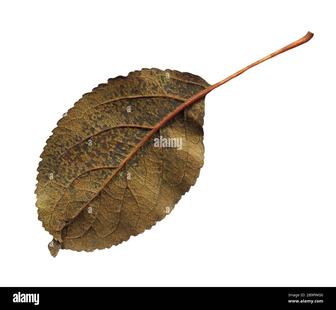 Malus autumn leaf on white. Apple leaf isolated on white background ...