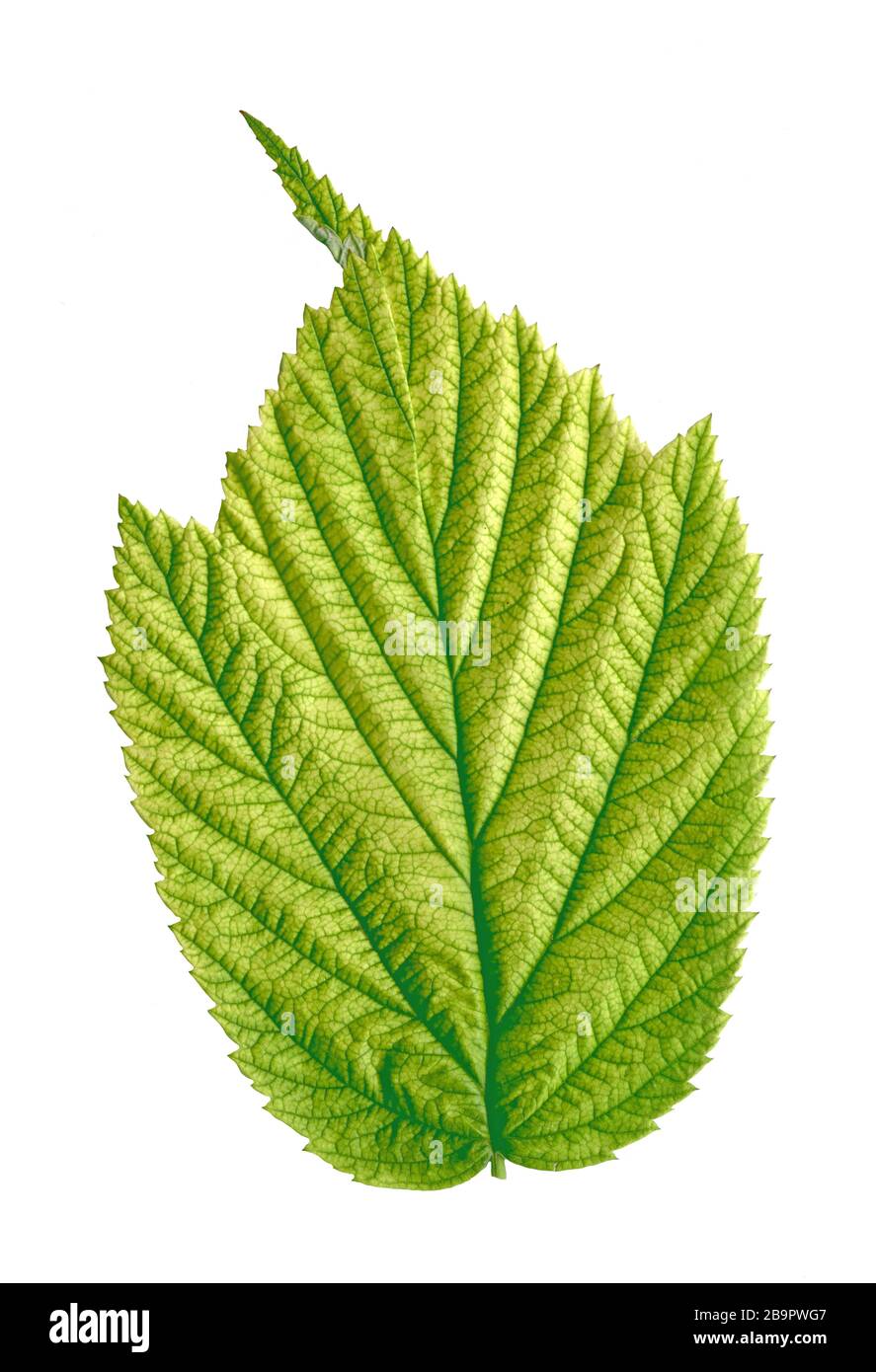 Raspberry green leaf isolated on white background Stock Photo - Alamy