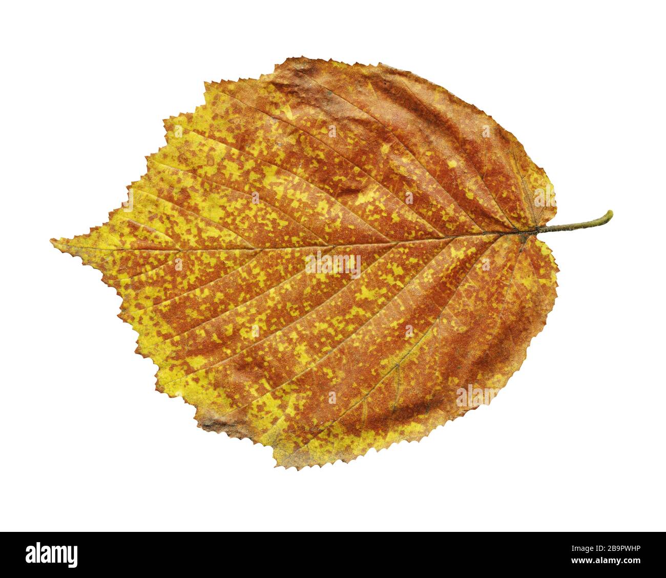 Alder yellow leaf isolated on white. Alnus glutinosa autumn leaf ...
