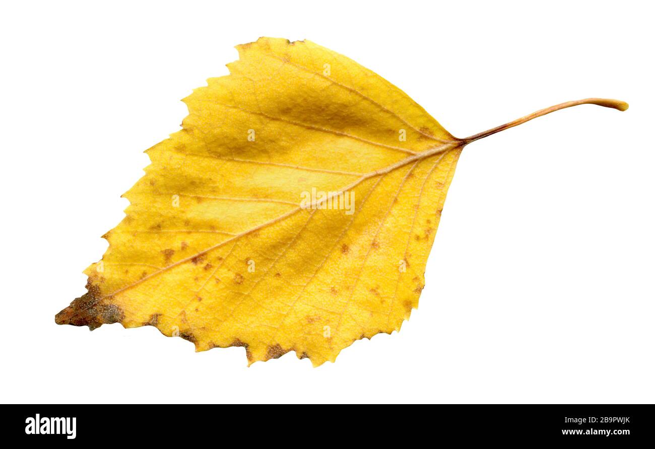 Birch tree leaf on white background. Dried birch tree leaf isolated ...
