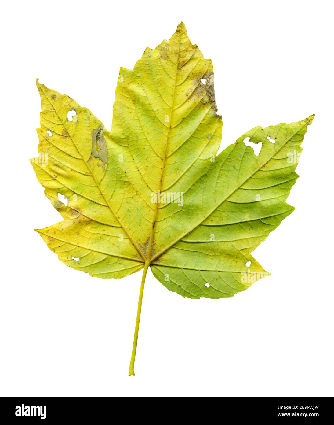Autumn maple leaf isolated. Colorful autumn maple leaf isolated Stock ...