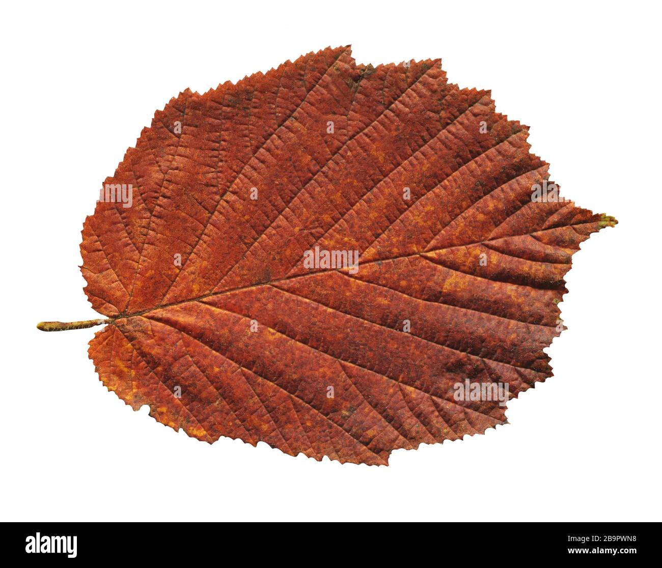 Alder red leaf isolated on white. Alnus glutinosa autumn leaf isolated ...