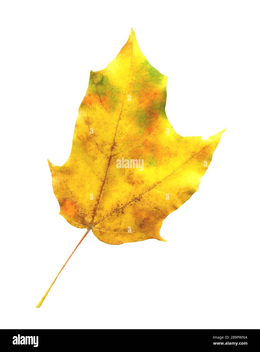 Maple acer autumn leaf isolated on a white background Stock Photo - Alamy