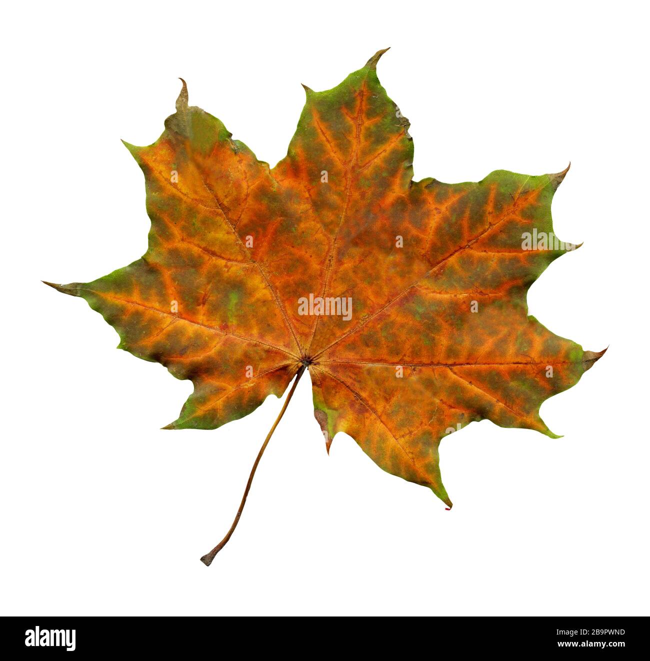 Autumn leaf of maple tree isolated on white. Maple leaf isolated on ...