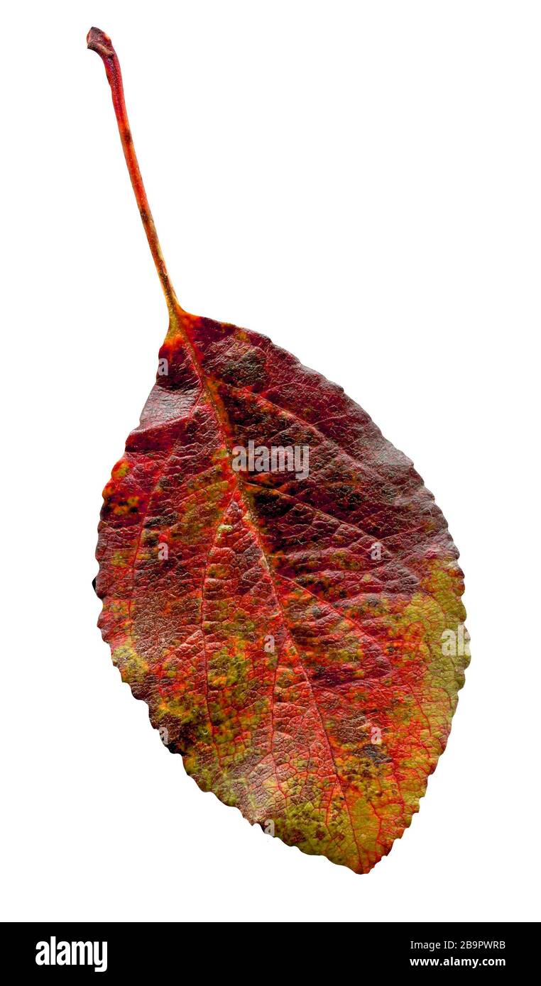 Autumn plum leaf. Purple leaf of plum. Prunus domestica leaf isolated ...