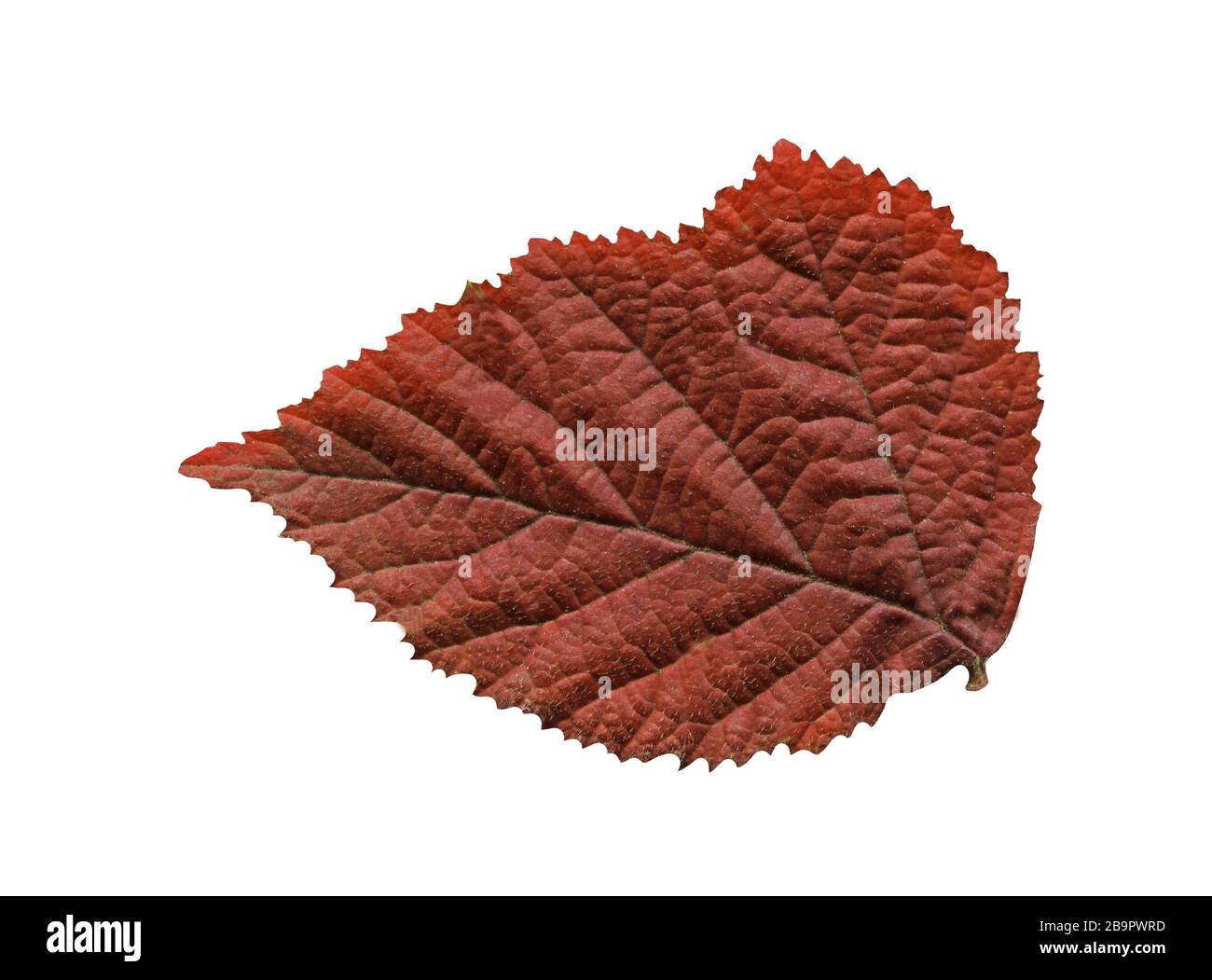 Raspberry autumn leaf. Fall leaf of raspberry. Autumn raspberry leaf ...