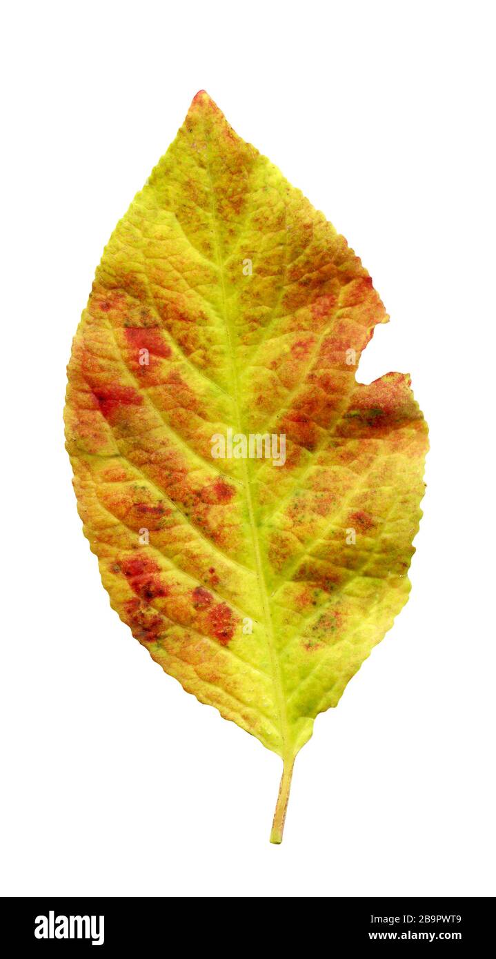 Autumn plum leaf. Purple leaf of plum. Prunus domestica leaf isolated ...