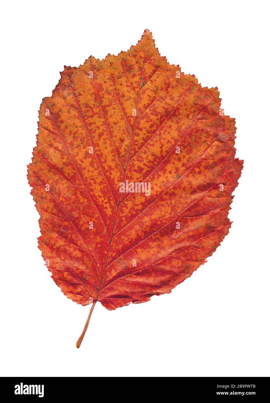 Alder red leaf isolated on white. Alnus glutinosa autumn leaf isolated ...