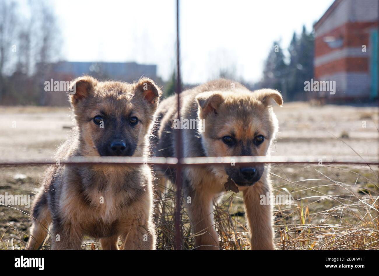 Two little cute stray dogs are sitting alone behind bars, looking at ...