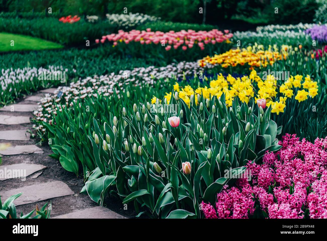 Nice curvy path between blooming flowerbeds of blossoming tulips during ...
