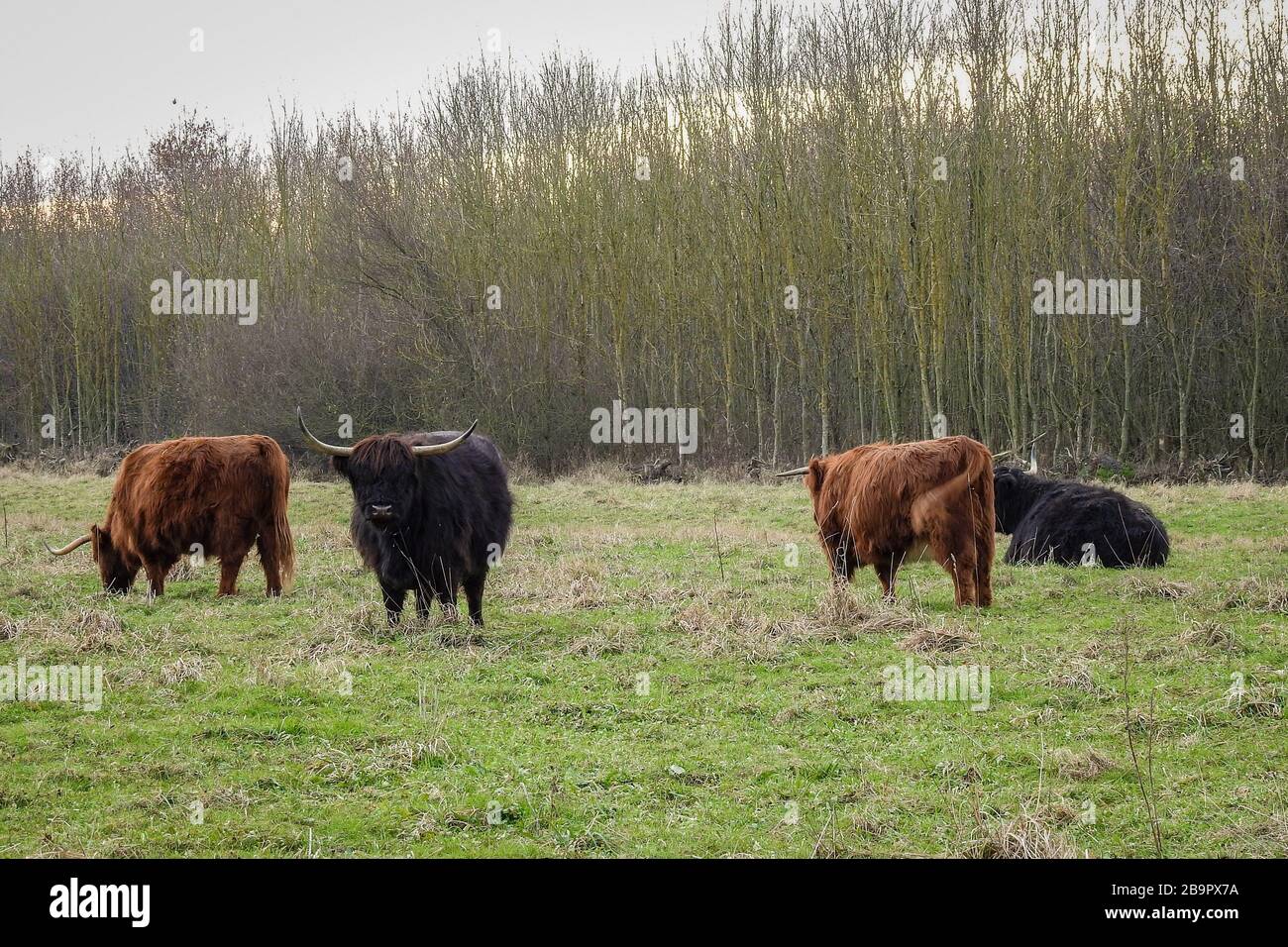 Scottish highland cattle grazing on a field in the woodlands Stock ...