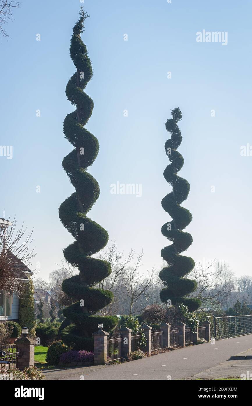 Cone shaped trees hi-res stock photography and images - Alamy