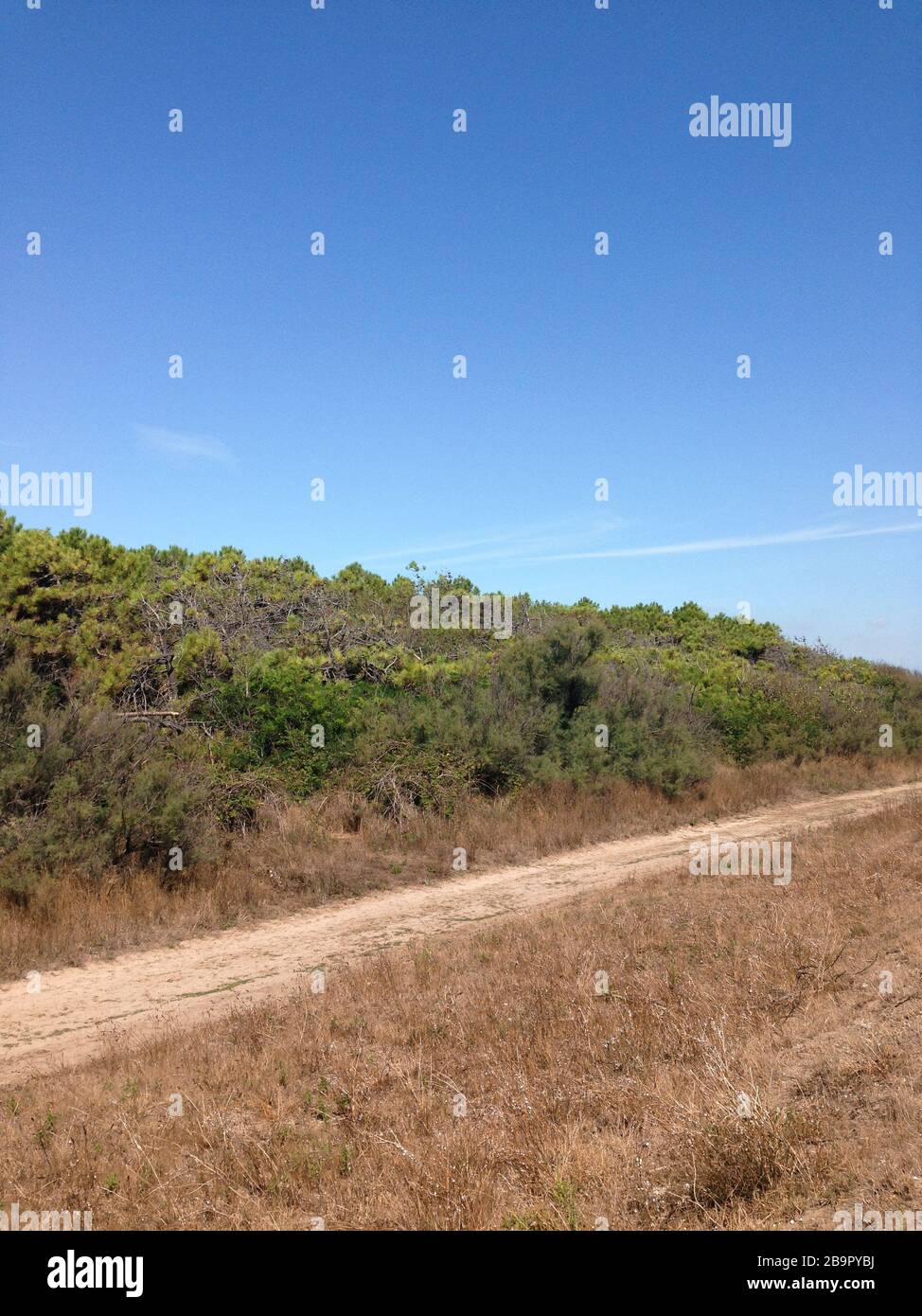 Arid forest hi-res stock photography and images - Alamy