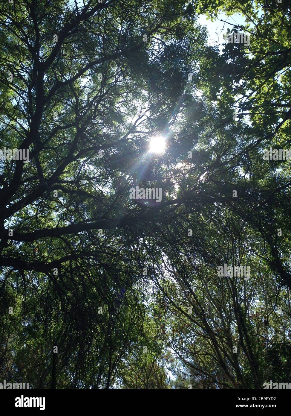 Sunrays shining through trunks hi-res stock photography and images - Alamy