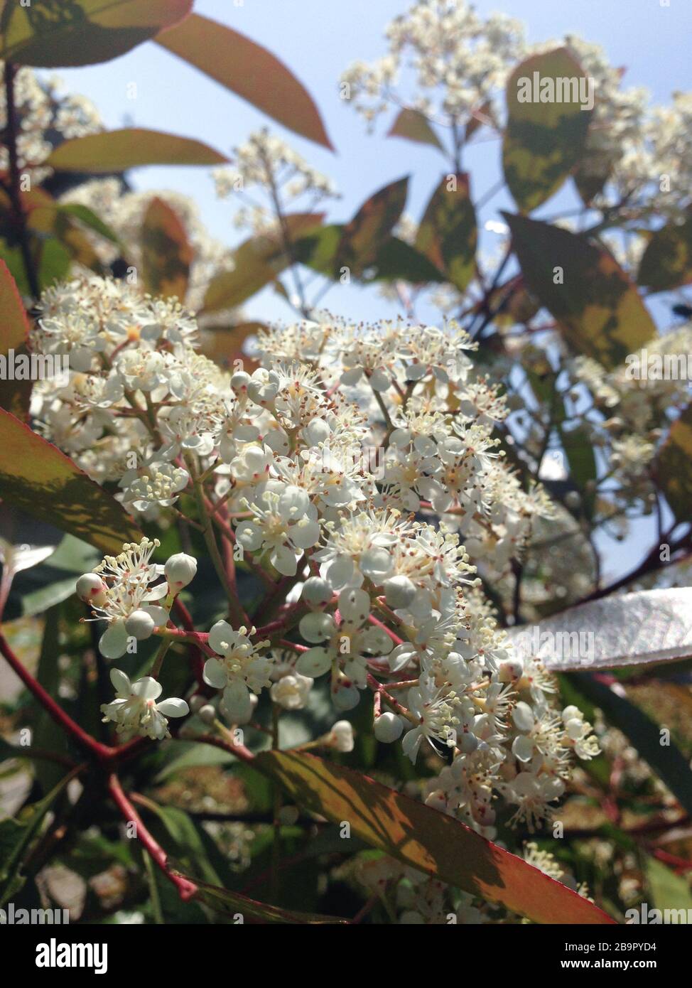 Photinia red robin flowers hi-res stock photography and images - Alamy