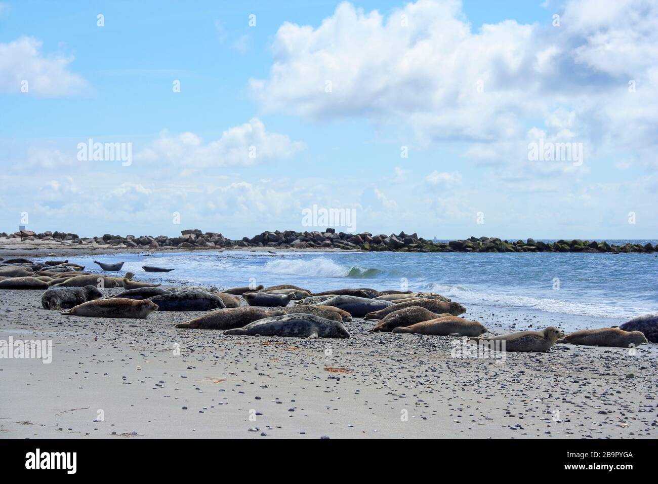 North sea animals hi-res stock photography and images - Alamy