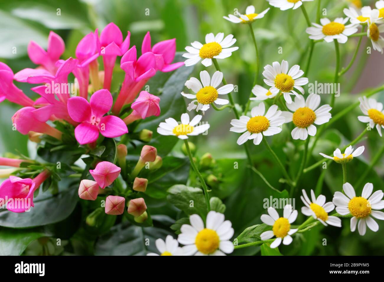 Garden idyll in the summer with daisies. Germany Stock Photo - Alamy