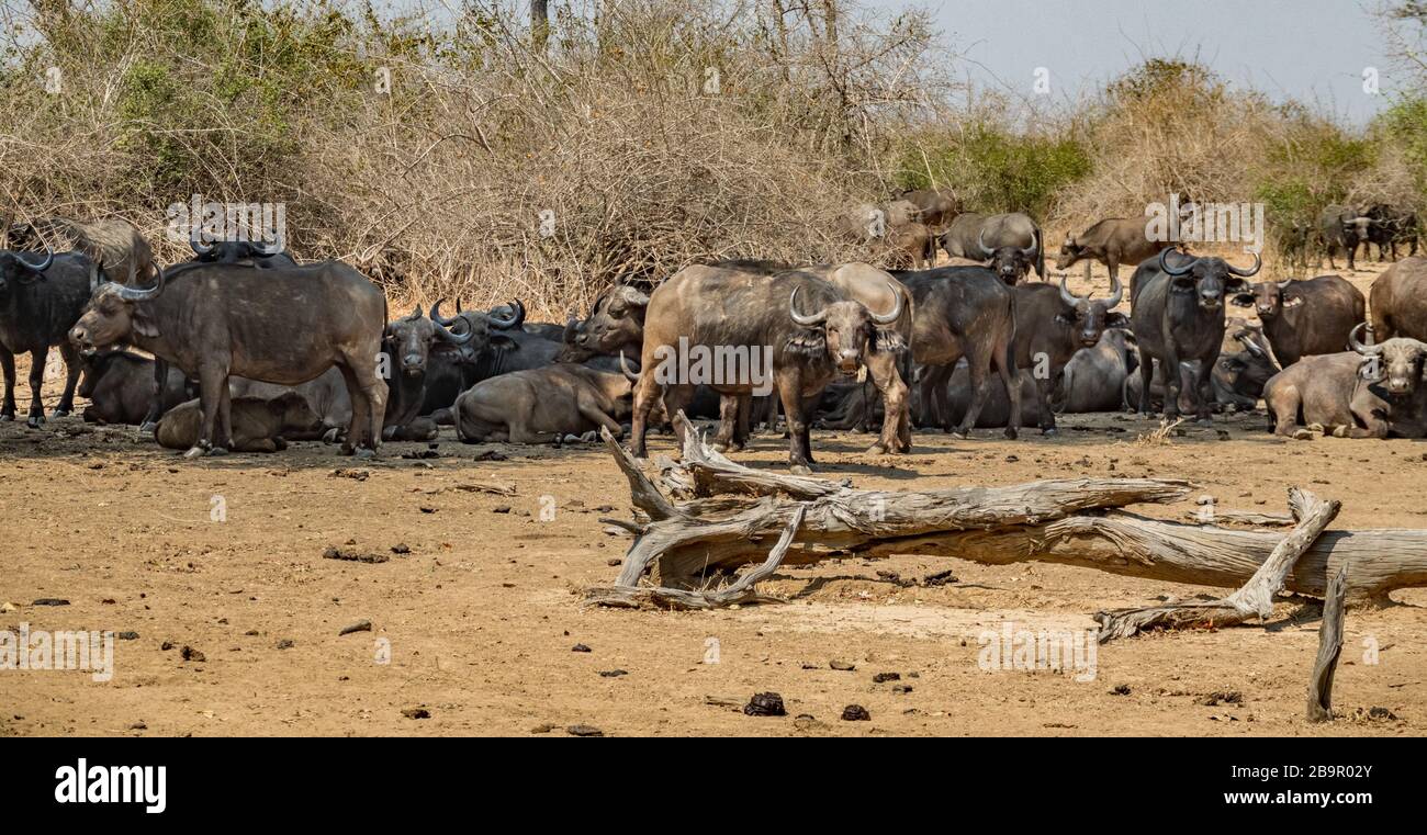 Group of buffaloes hi-res stock photography and images - Alamy