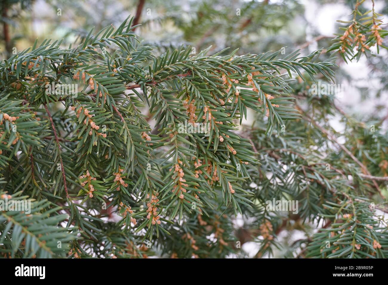 Female yew tree hi-res stock photography and images - Alamy