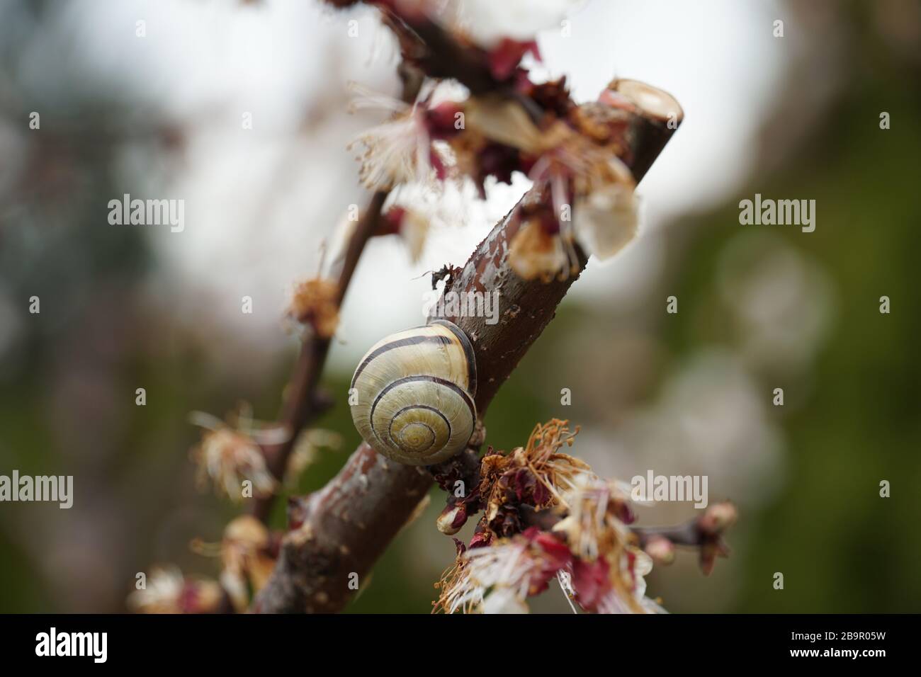 snail shell close-up attached on a branch of a decorative tree with ...