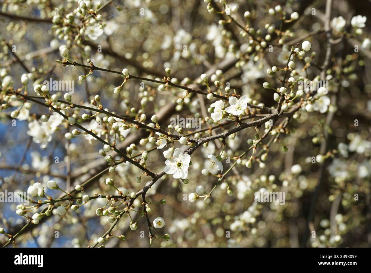 Wild plum in blossom closeup the branches densely covered by small ...