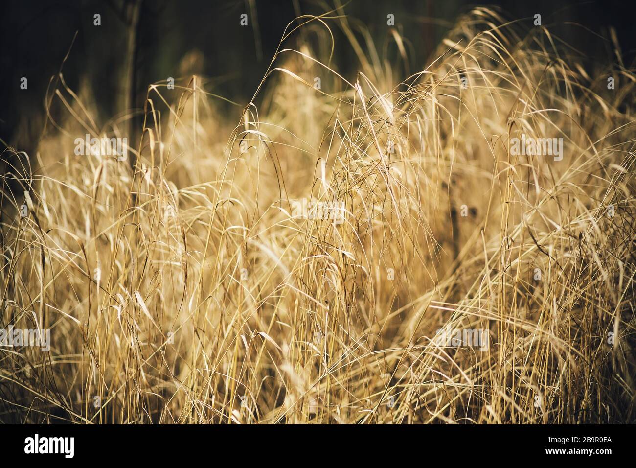 Golden dry grass on thin stems grows luxuriantly in the twilight Stock ...