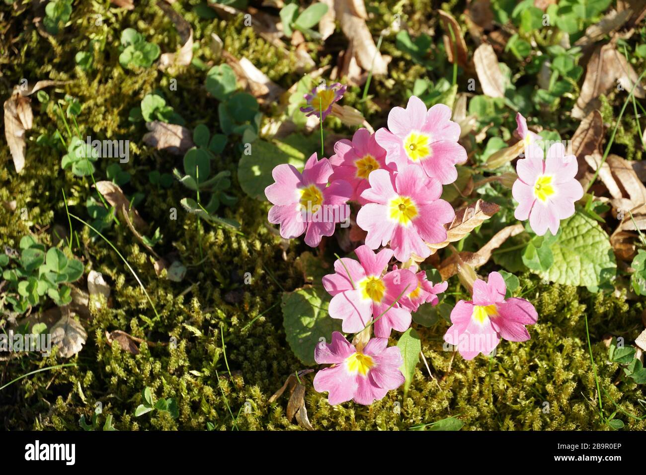 pink primrose in blossom growing in a cluster Stock Photo - Alamy