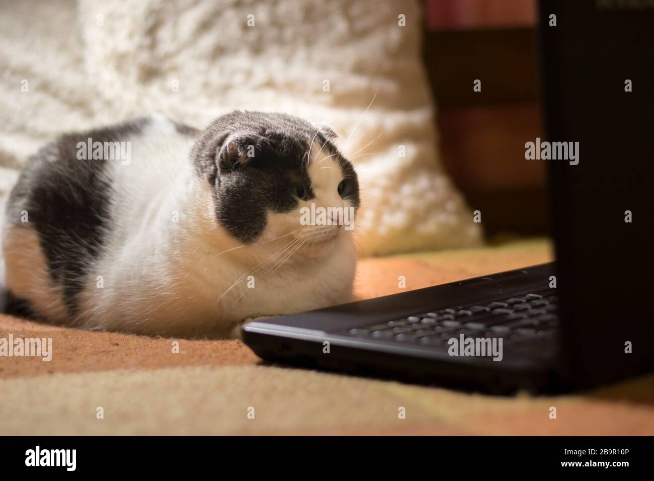 Email cat hi-res stock photography and images - Alamy