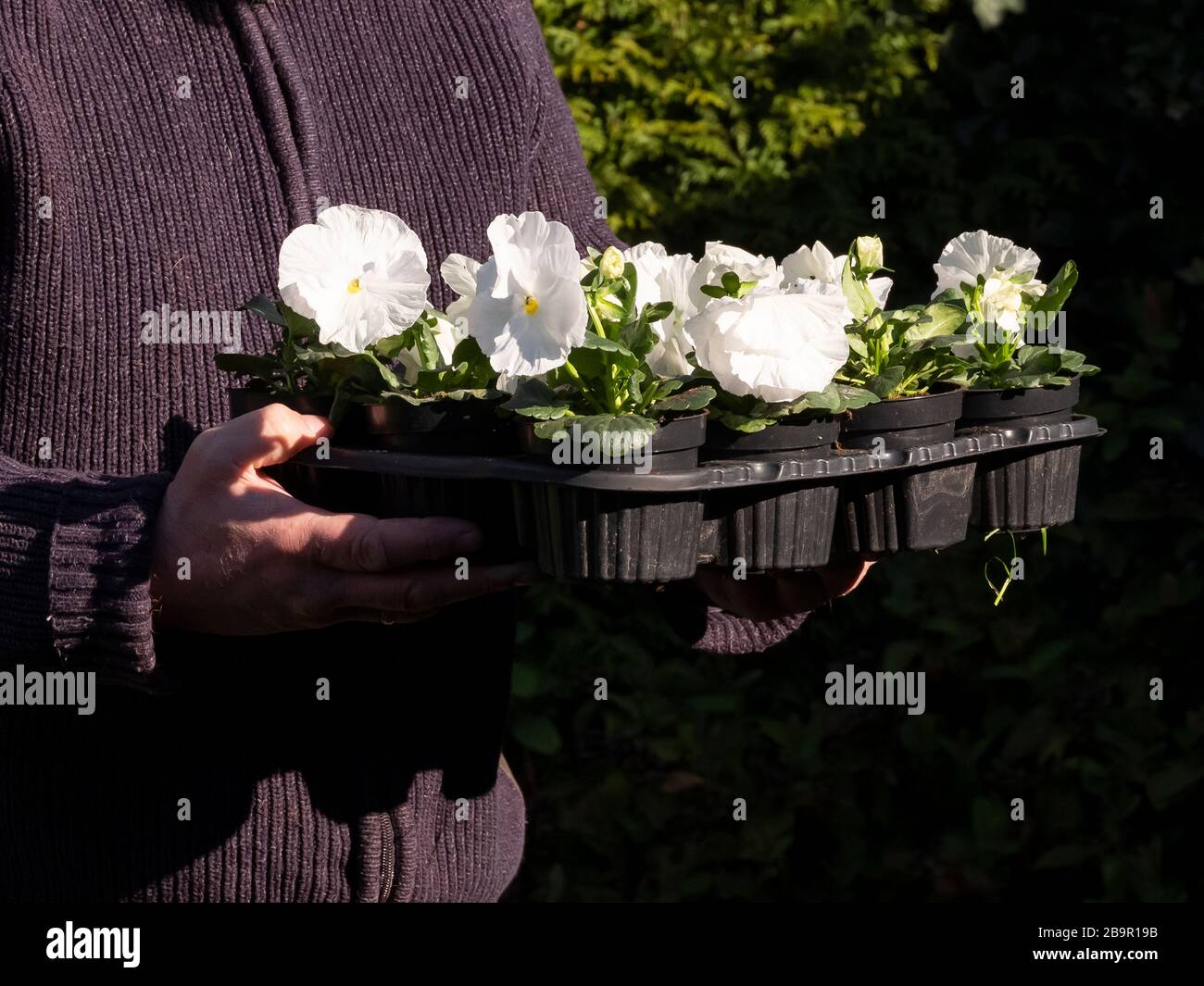 Man in the garden with white violins in flower pots in his hands. Large ...