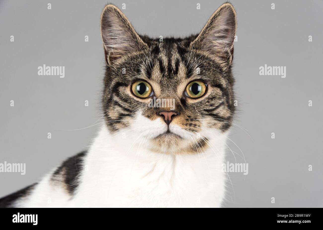 Tabby cat portrait headshot face head hi-res stock photography and ...