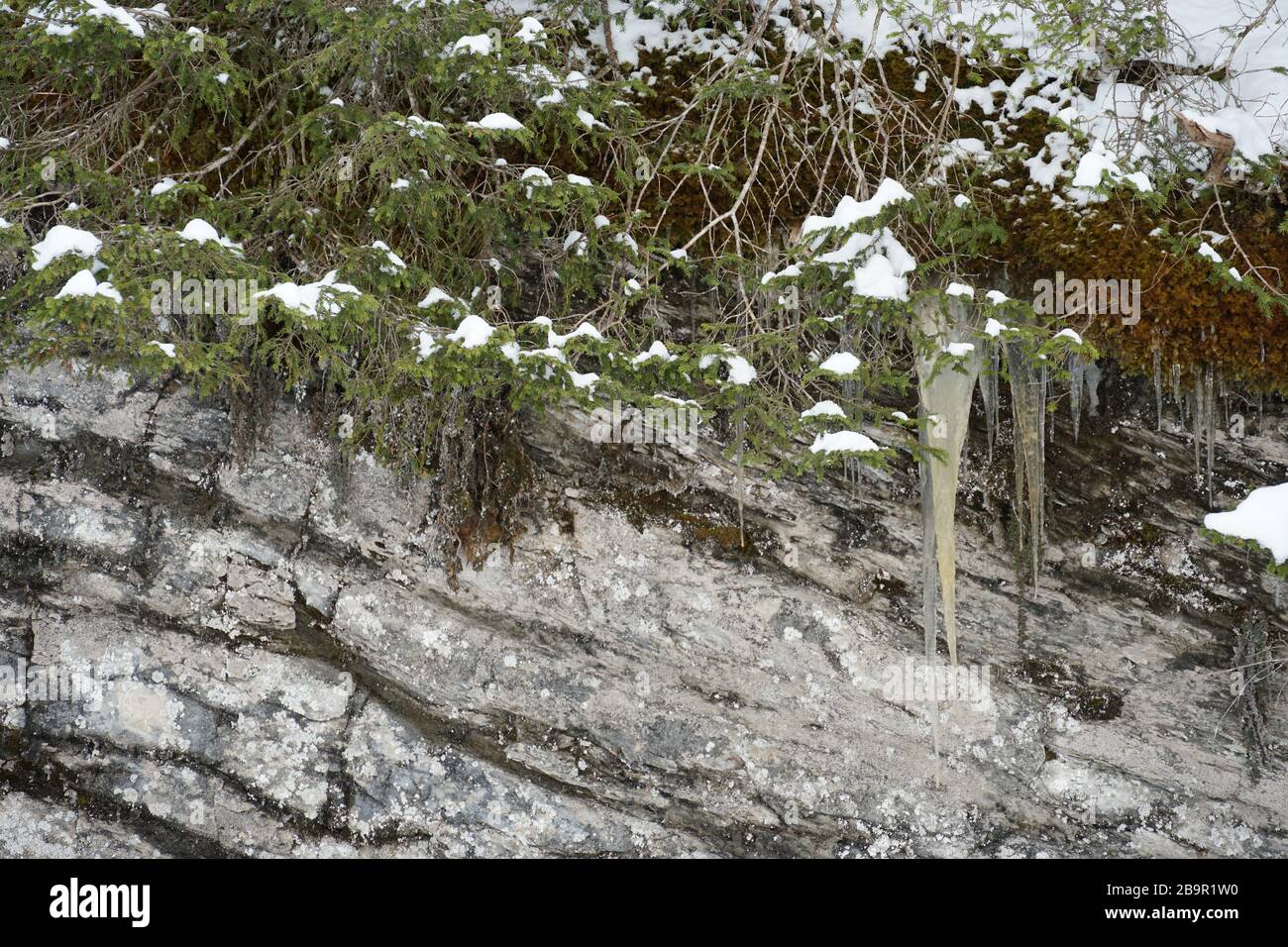 Rock covered by vegetation and clusters of icicles, everything is ...