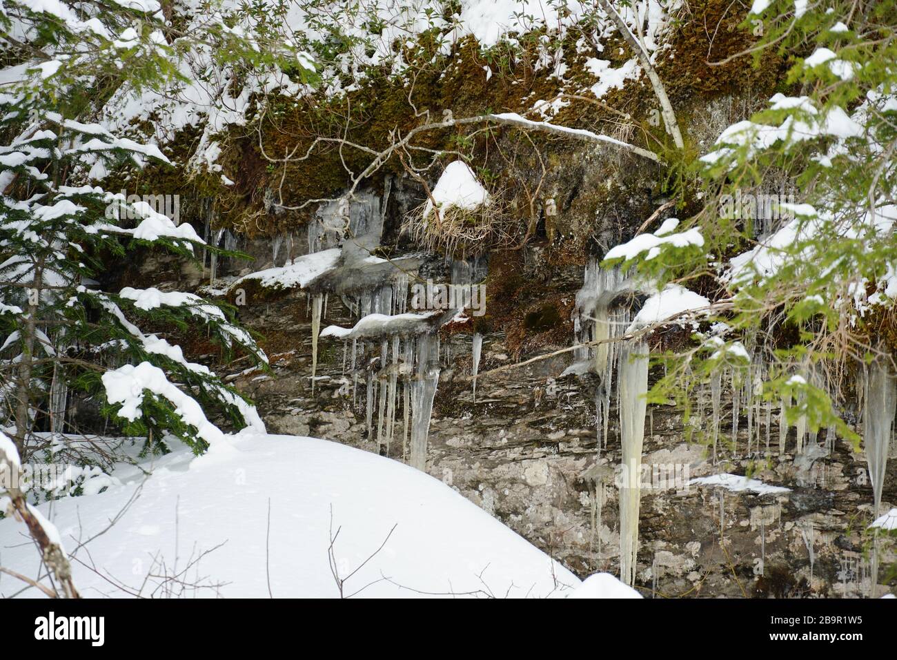 Rock covered by vegetation and clusters of icicles, everything is ...