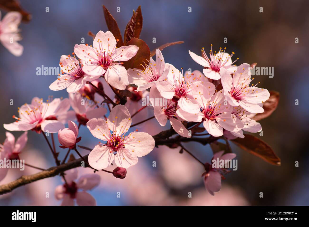 Pink spring flowers Stock Photo - Alamy