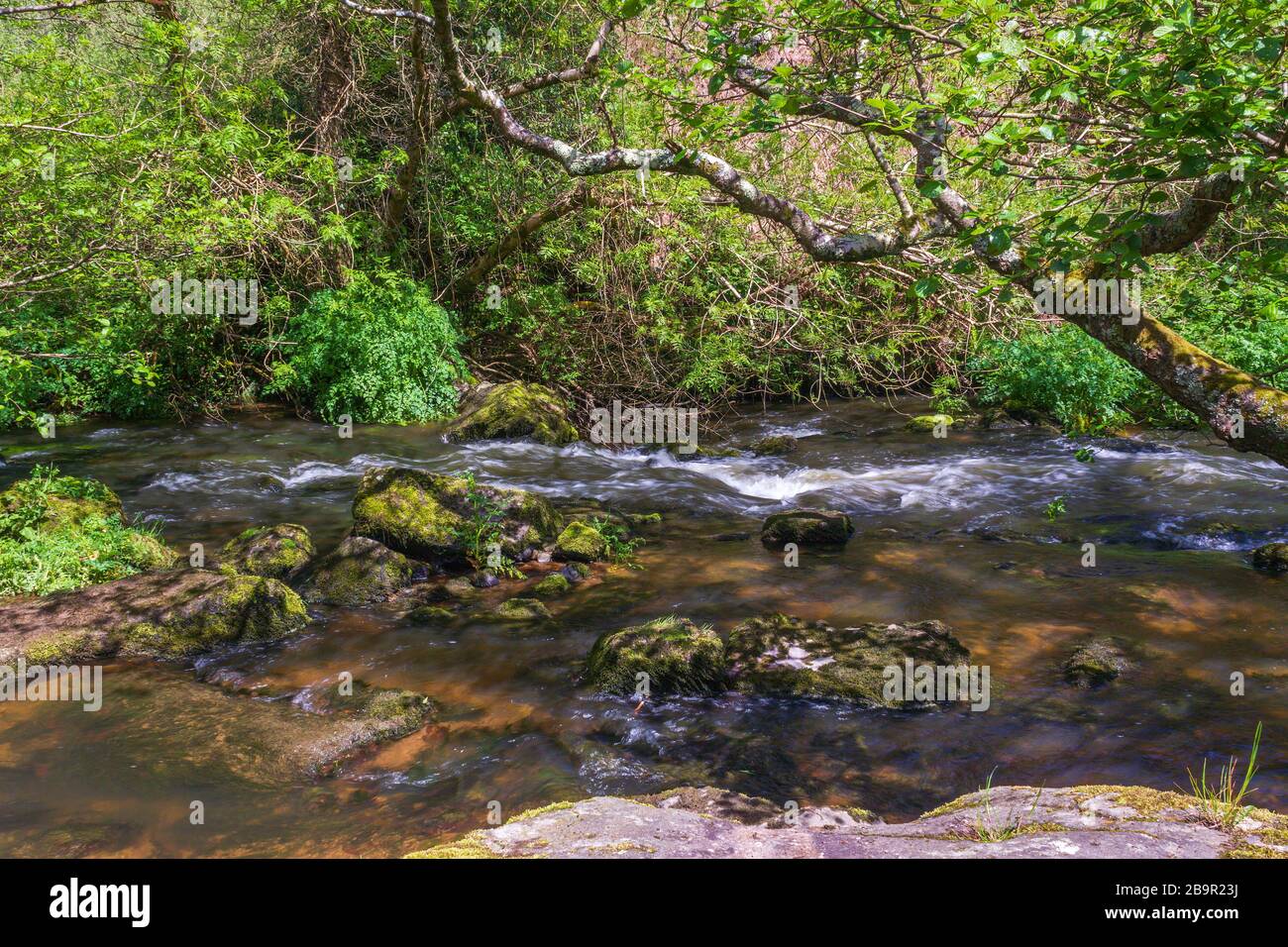 The beautiful stream flowing through green dense forest Stock Photo - Alamy