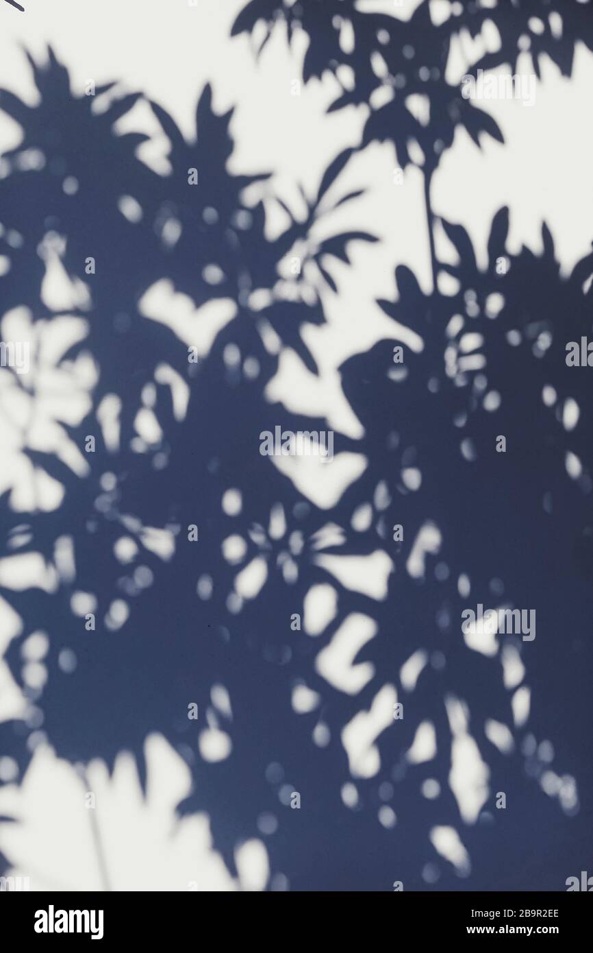 Shadows on the wall, sunshine and sun rays on summer day at sunset ...