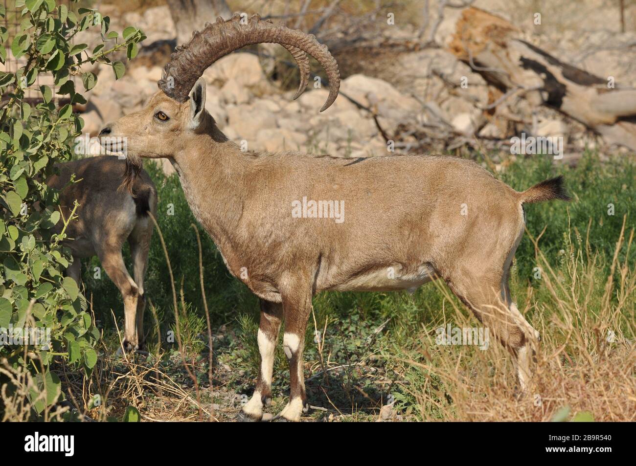 Nubian Ibex with winding horns in the Ein Gedi National Park in Israel ...