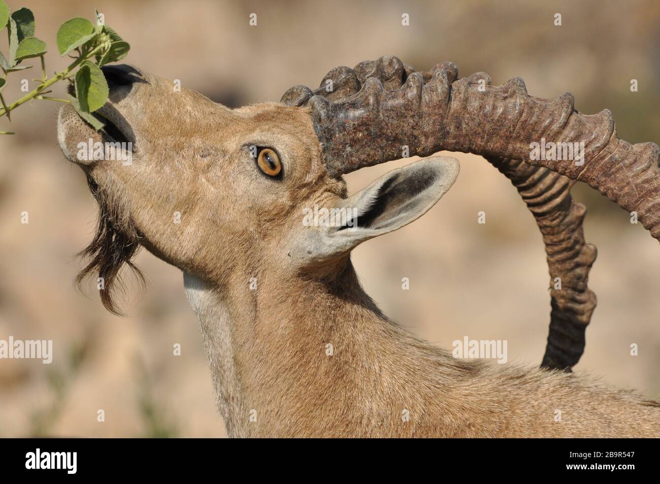 Nubian Ibex with winding horns in the Ein Gedi National Park in Israel ...