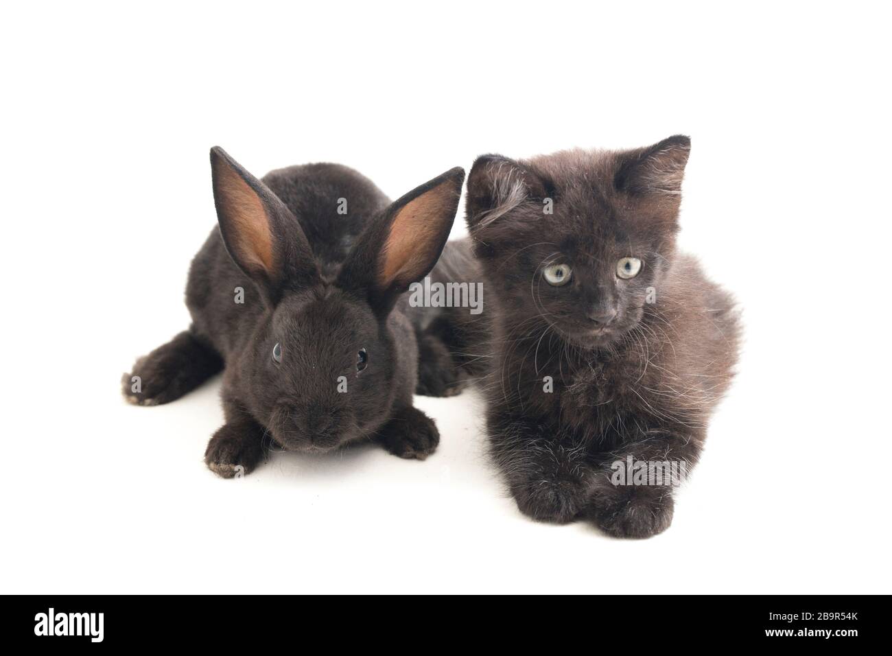 Pedigree pig Cut Out Stock Images & Pictures - Alamy