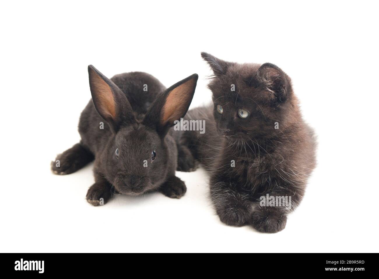 Black rabbit and cat, isolated on white background Stock Photo - Alamy