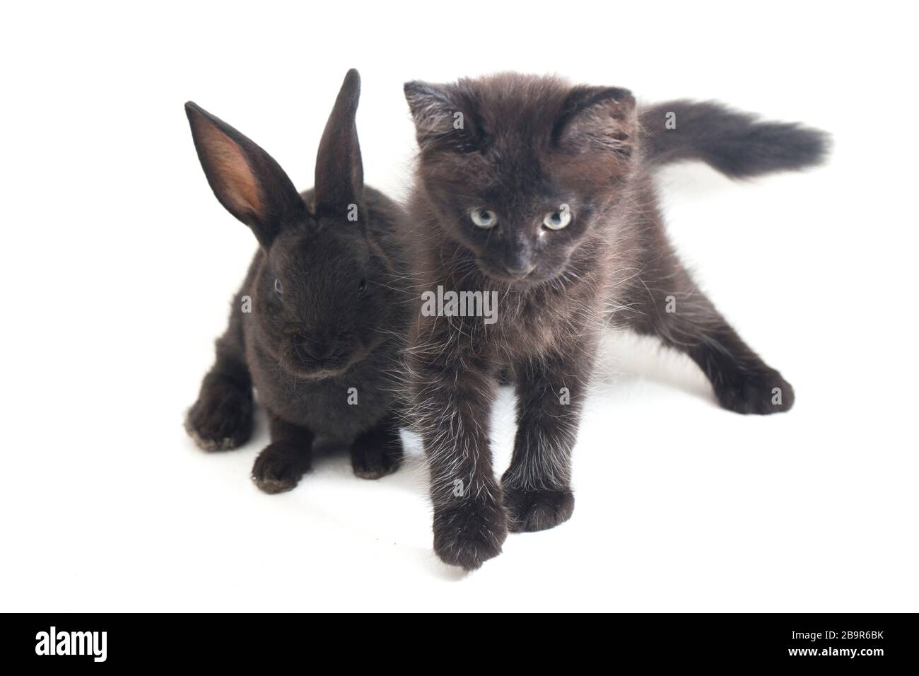 Isolated cute cat pig Cut Out Stock Images & Pictures - Alamy