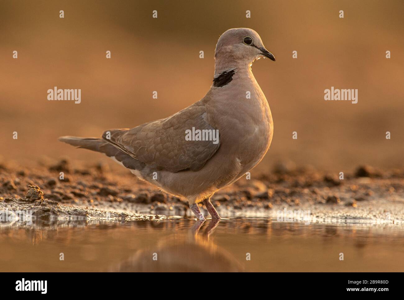 Cape Turtle dove Stock Photo - Alamy