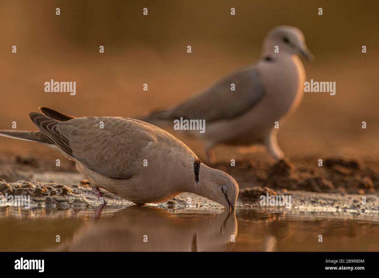Cape Turtle dove Stock Photo - Alamy