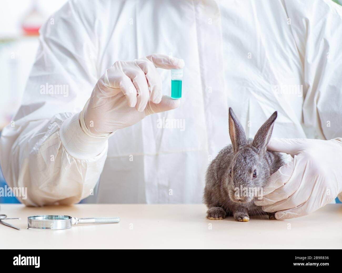 The vet doctor checking up rabbit in his clinic Stock Photo - Alamy