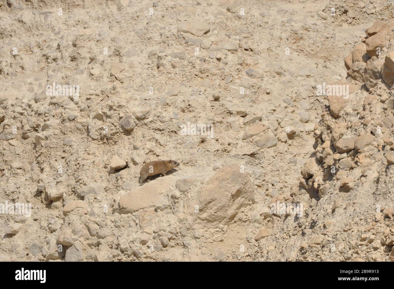 Rock hyrax in the Ein Gedi National Park in Israel. Protected wild ...
