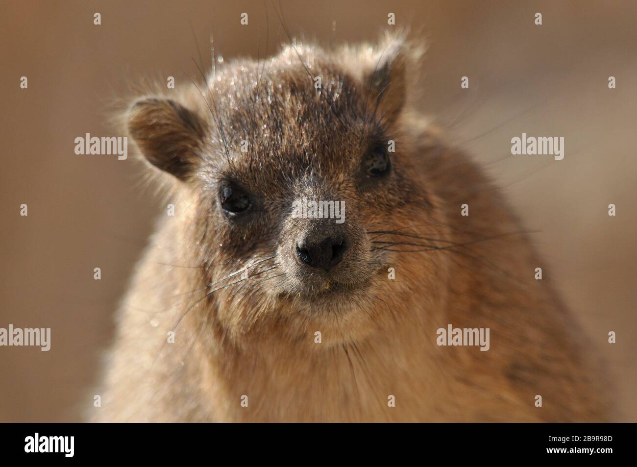 Rock hyrax in the Ein Gedi National Park in Israel. Protected wild ...