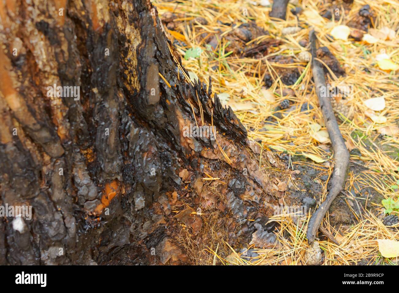 Charred remnant hi-res stock photography and images - Alamy